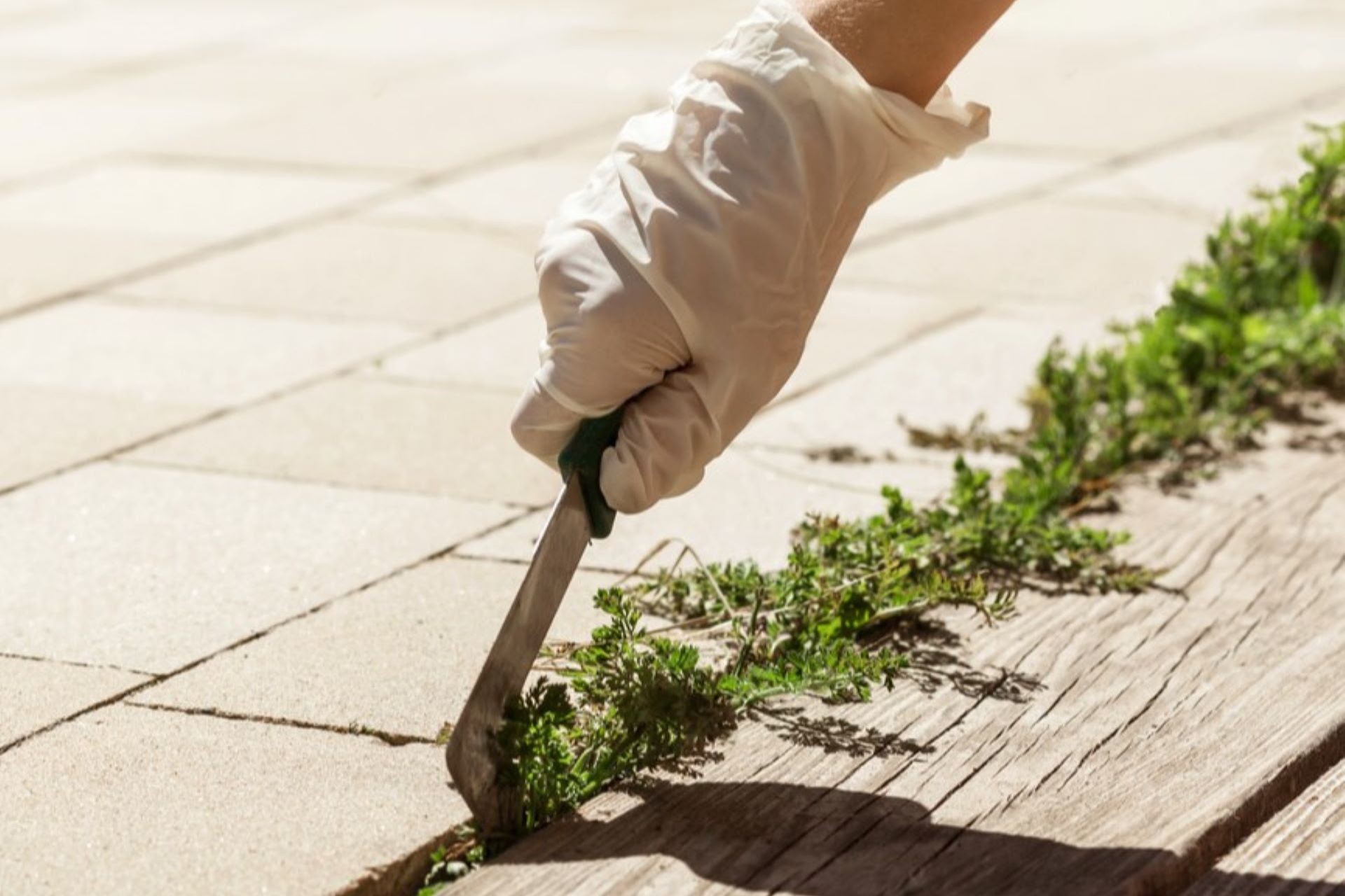 Control weeds without chemicals | TCD Guide