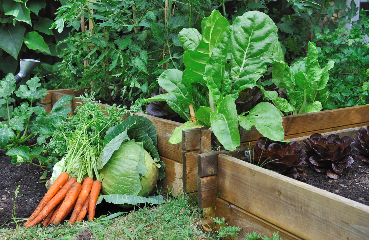 What is the biggest reason you don't grow food at home? | TCD Guide