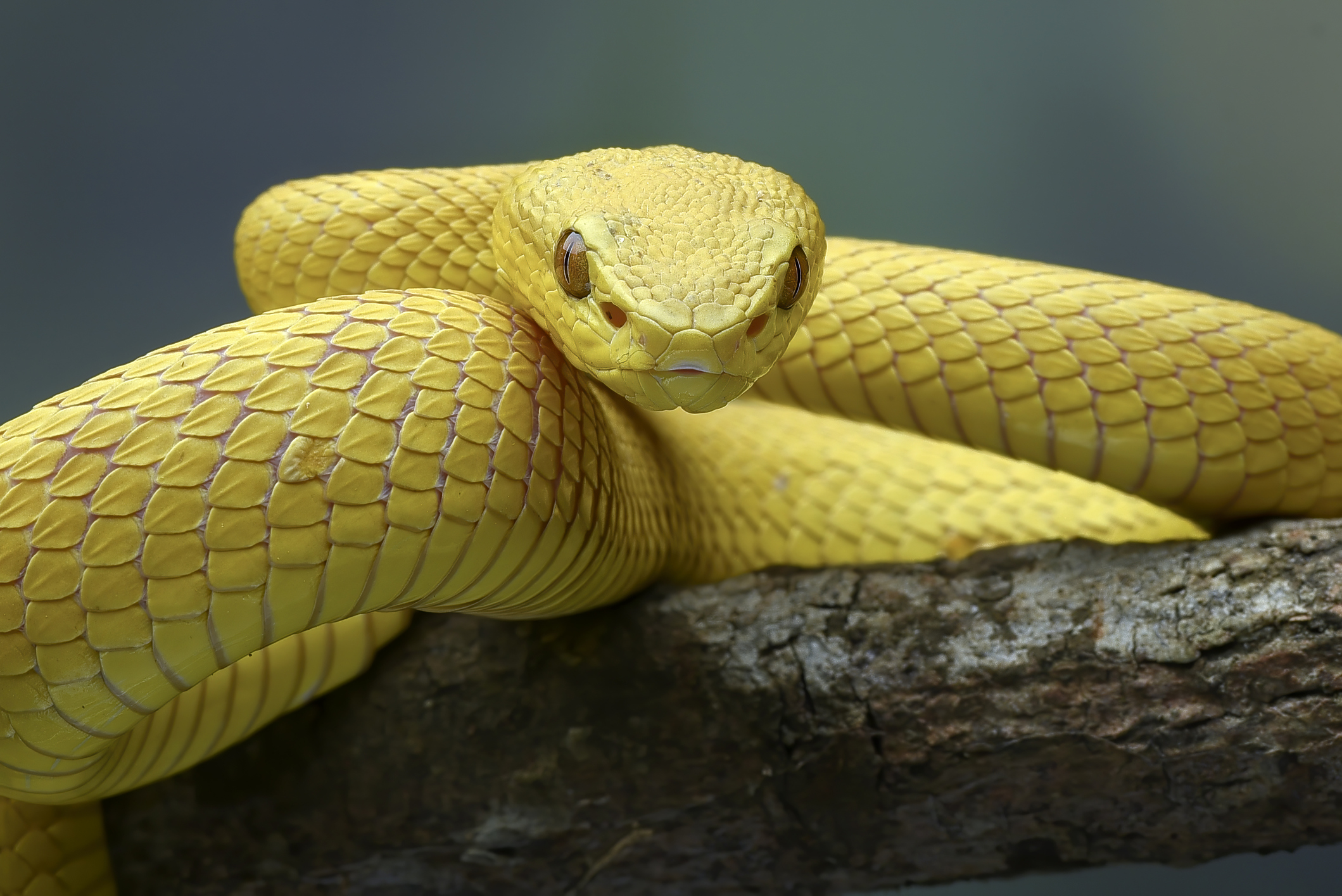 Do you think people should be allowed to keep exotic animals as pets?